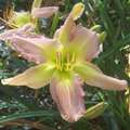 Harmon Hill Farm - Daylily Gallery